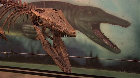 Mosasaurus Skeleton