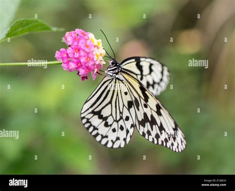 Idea Leuconoe The Paper Kite Rice Paper Or Large Tree Nymph