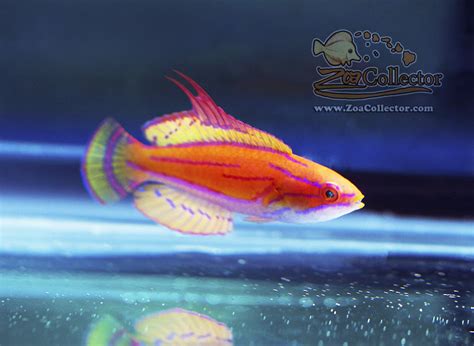 Yellowfin Flasher Wrasse Paracheilinus Flavianalis