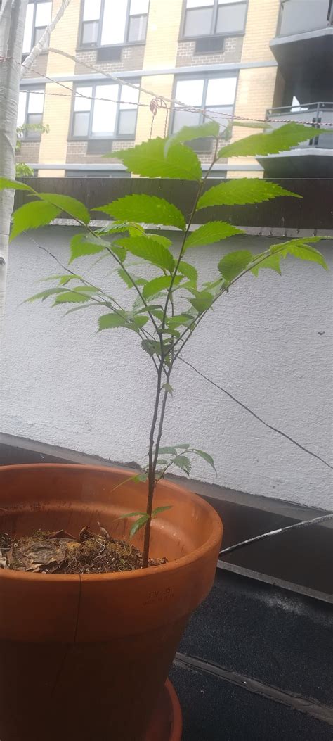 American Elm Sapling Randomly Growing In A Disused Pot Rwhatplantisthis