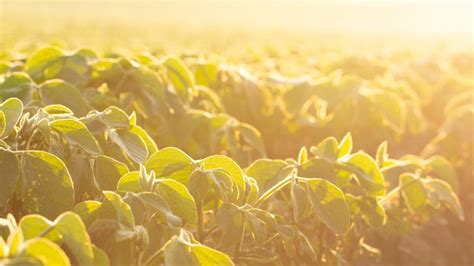 Chinas Soybean Crush Margins Hit 2 Month High As Us Crop Supply Grows