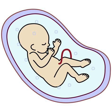 Human Embryo Vector Image Free Svg