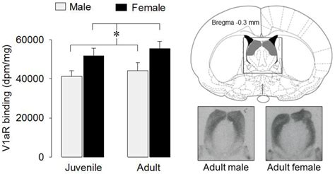 Vasopressin Regulates Social Recognition In Juvenile And Adult Rats Of