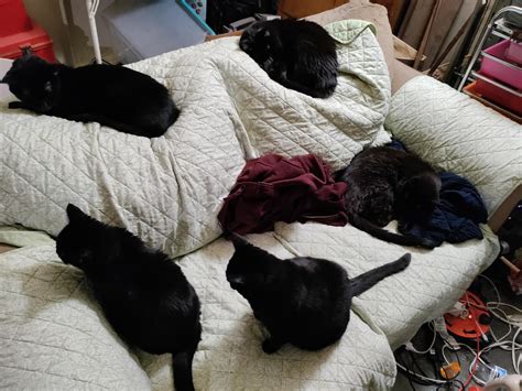 Void Cat Meme Rvoidcats