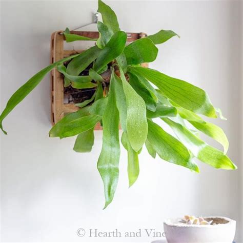Staghorn Fern Mounting Creating Beautiful Living Wall Art