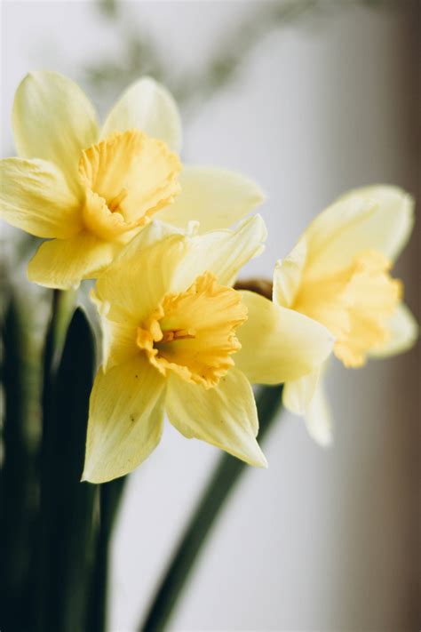 100 Daffodil Wallpapers