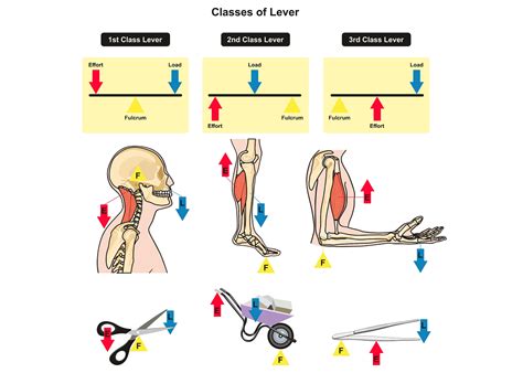Types Of Levers