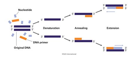 Chemical Bridge Pcr Principle And Workflow Of Illumina Next