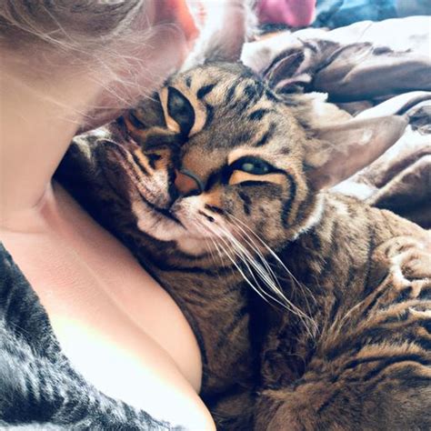 Pixie Bob Cat Unleashing The Charm Of A Unique Feline Companion