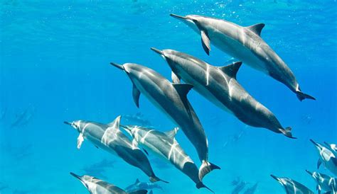 Group Of Dolphins Swimming In The Ocean