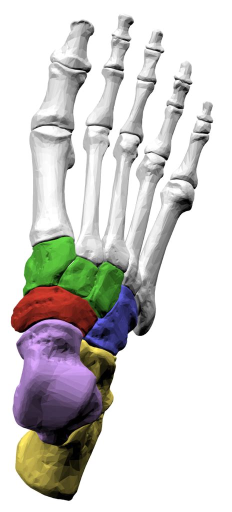 Biol 2401 Lab 2 Practical Exam Foot Right Diagram Quizlet