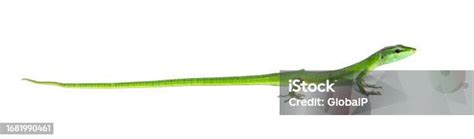 Side View Of A Sakishima Grass Lizard With Its Long Queue Takydromus