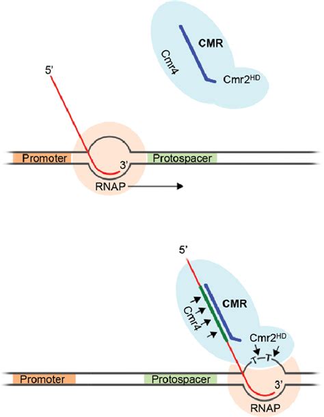 A Model For The Mode Of Action Of The Type Iii B Crispr Cas Systems
