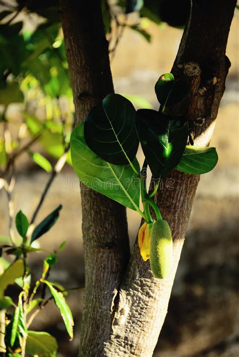 Jackfruit Stock Image Image Of Jakfruit Exotic Asia 85590075