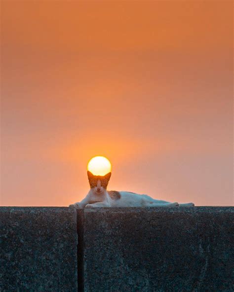 Blessed Kitty Scrolller