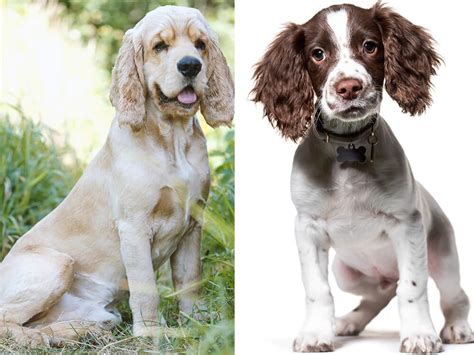 Cocker Spaniel Vs Springer Spaniel Ukpets