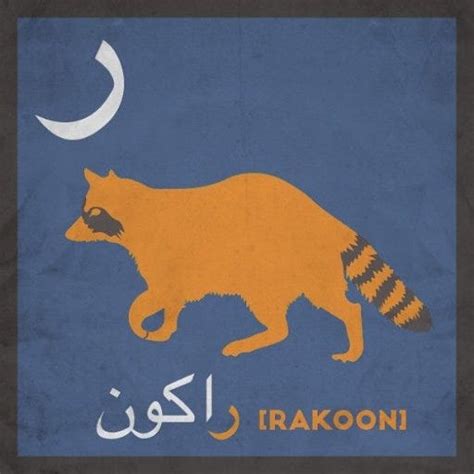 الراكون Medium