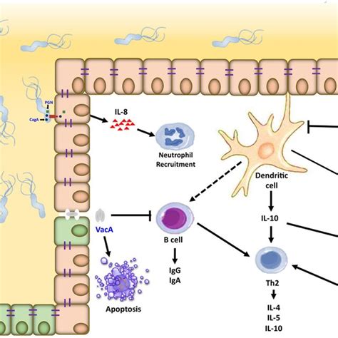 Inflammatory Microenvironment Induced By Helicobacter Pylori H