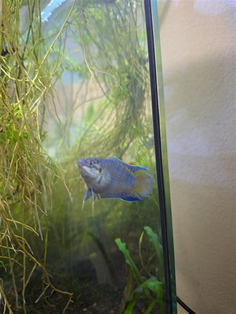 Need Help Gendering Paradise Fish Also If One Has Eggs Or Just Bloat