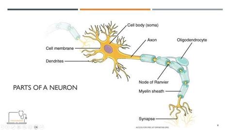 01 Multiple Sclerosis Basic Anatomy And Pathophysiology Cj Wolf Md