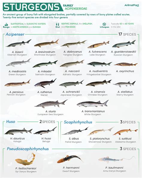 Sturgeon Species Size Lifespan Habitat Diet And Pictures All For One