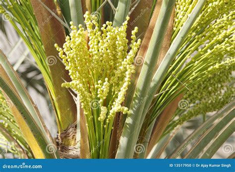 Bunch Of Tiny Green Dates Buds In Date Palm Tree Royalty Free Stock Image