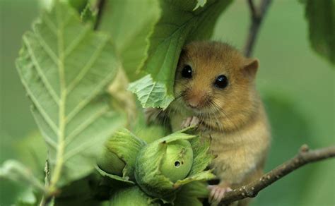 Hazel Dormouse Bildagentur Zoonar Gmbh Shutterstock Header Image