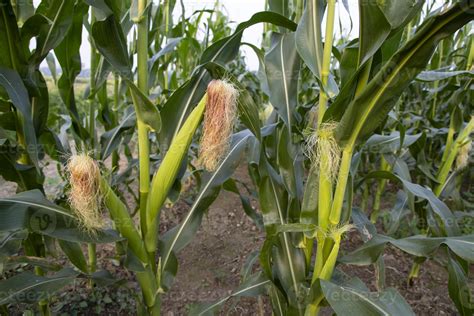 Agricultural Field Of Corn With Young Maize Cobs Growing On The Farm