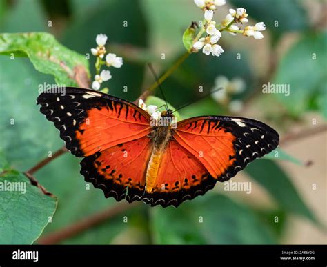Orange And Black Butterfly Not Monarch