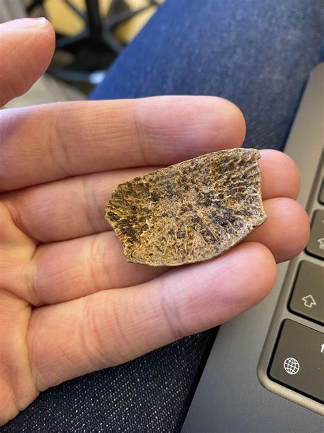 Found This Bone Looking Thing What Could It Be Rwhatisthisbone