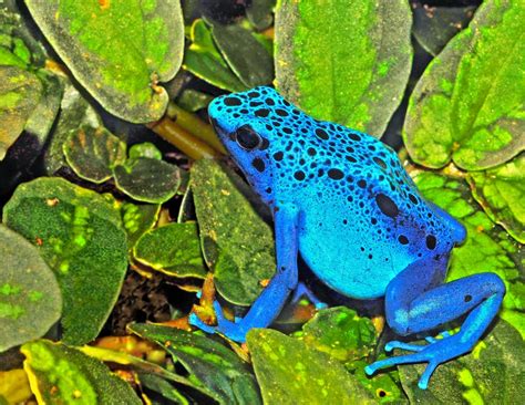 Dendrobates Azureus Amphibians World