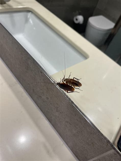 Who Dis Looks Like A Cockroach Ive Never Seen One With Spikes Like
