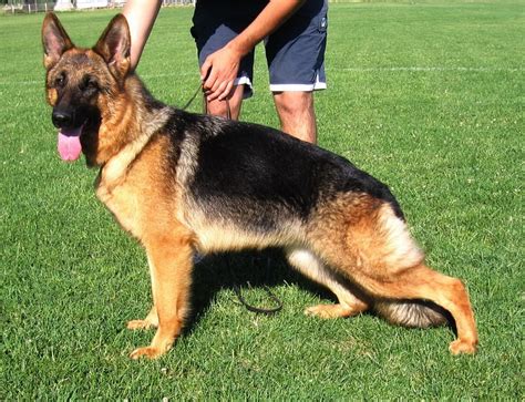 German Shepherd Serbia