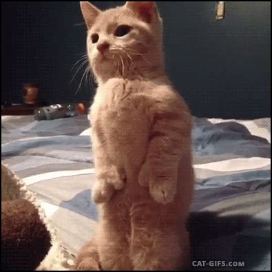 Cat Standing Up Cat Standing Dennis Carr Flickr Cat Standing Up Cat Standing Dennis Carr Flickr