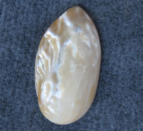 Golden Mussel Shell The Golden Mussel Shell Is Polished To Reveal The