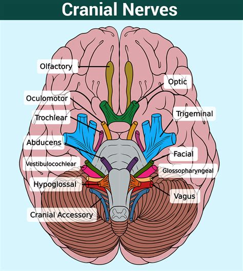 Cranial Sacral Certification