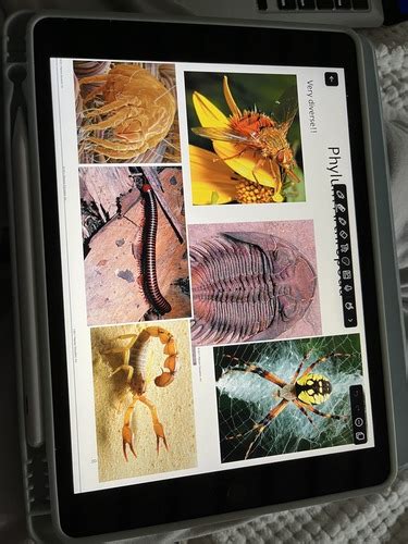 Lecture 12 Flashcards Quizlet