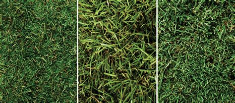 Zoysia Grass Varieties Which Is The Best For You Ng Turf