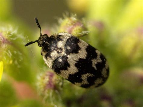 Black Grey Beetle