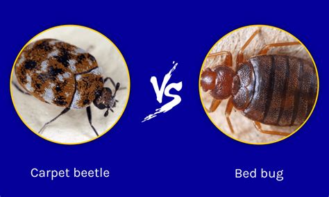 Carpet Beetle Vs Bed Bug What Are The Differences Imp World