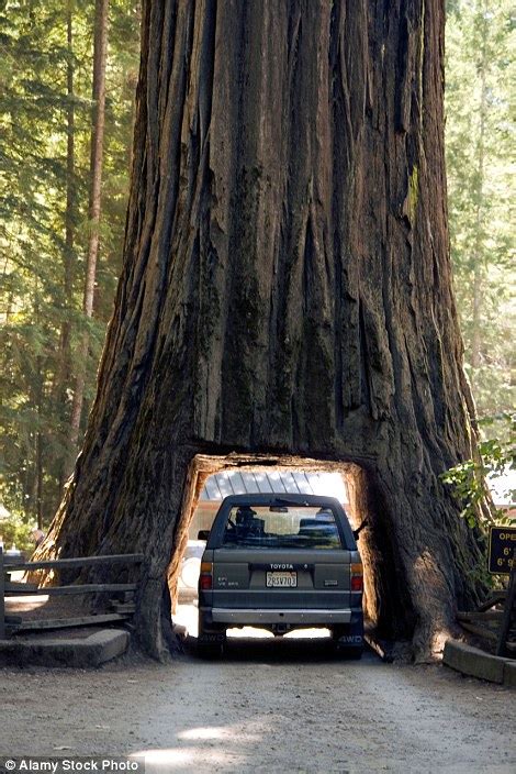 Drive Through Redwood Tree Yosemite Drive Through Redwood Tree