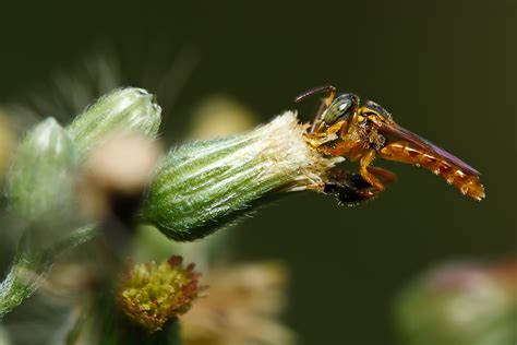 Real Monstrosities Stingless Bee