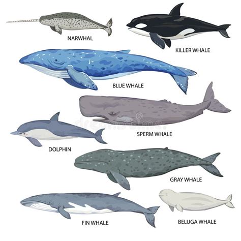 Whale Types Stock Illustrations 135 Whale Types Stock Illustrations