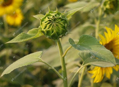 Green Sunflower Bud With Leaves Close Up Photo Yellow Flower Bud With