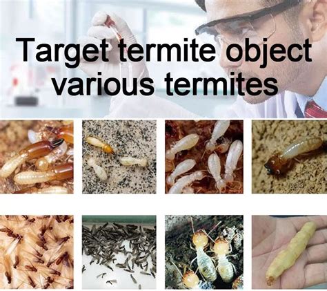 Termite Prevention Dpp Termite Killer Powder Anay Powder Anay Powder