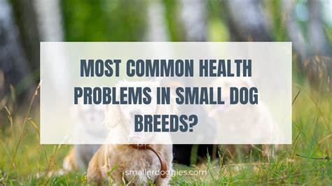 What Are The Most Common Health Problems In Small Dog Breeds Smaller Doggies