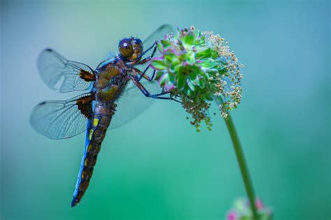 「blaupfeil」の画像 391 件の Stock 写真、ベクターおよびビデオ Adobe Stock