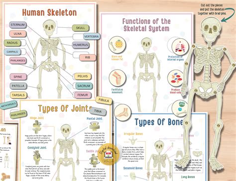 Skeletal System Joints