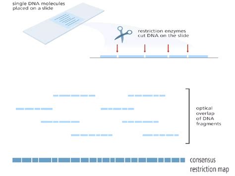 Genomics Mapping And Sequencingpdf