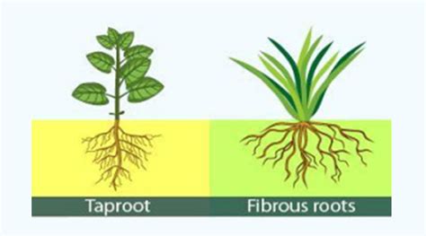 Primary Root System